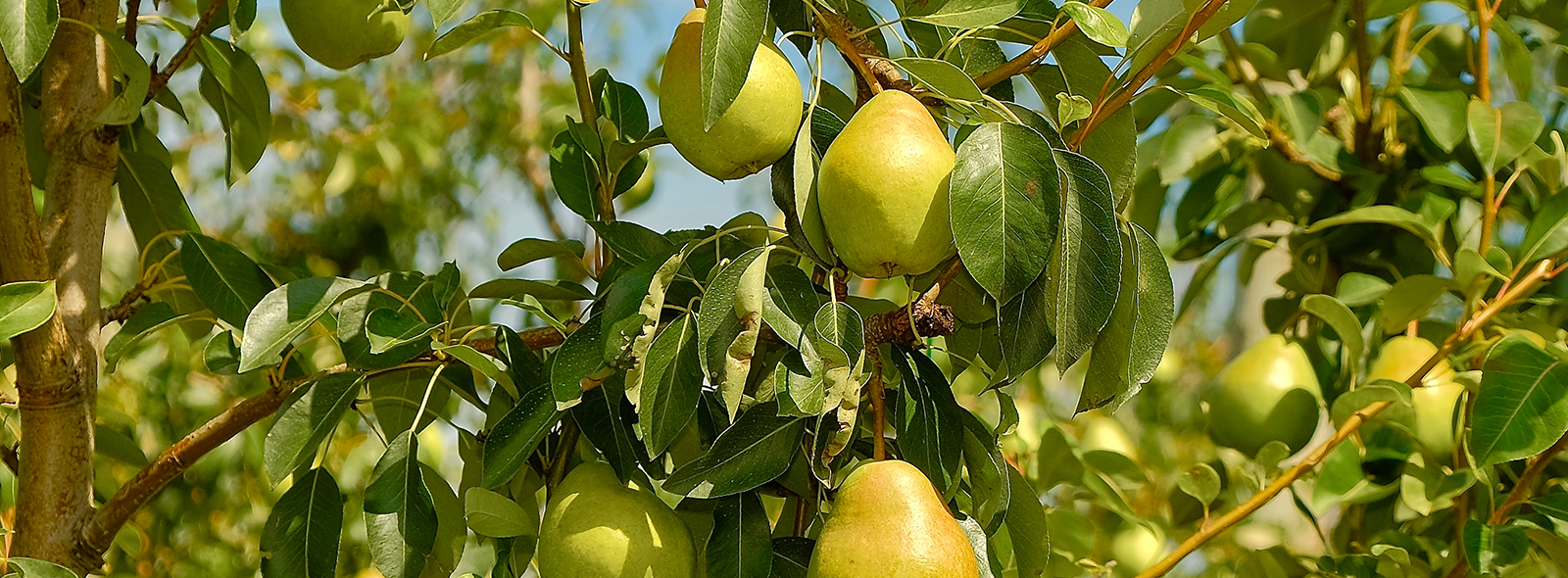 Pear Trees For Sale Melbourne | Buy Fruit Trees | All Green