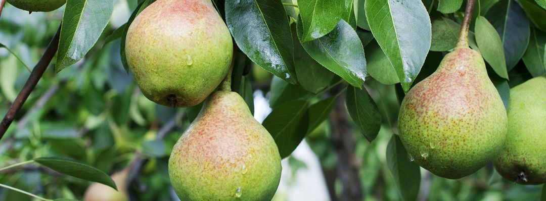 Pear Trees For Sale Melbourne | Buy Fruit Trees | All Green