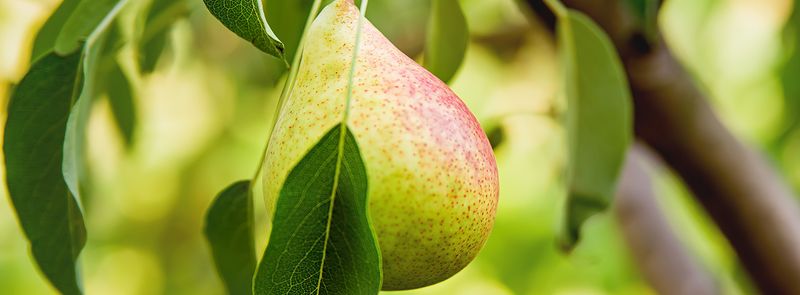 Pear Trees For Sale Melbourne | Buy Fruit Trees | All Green