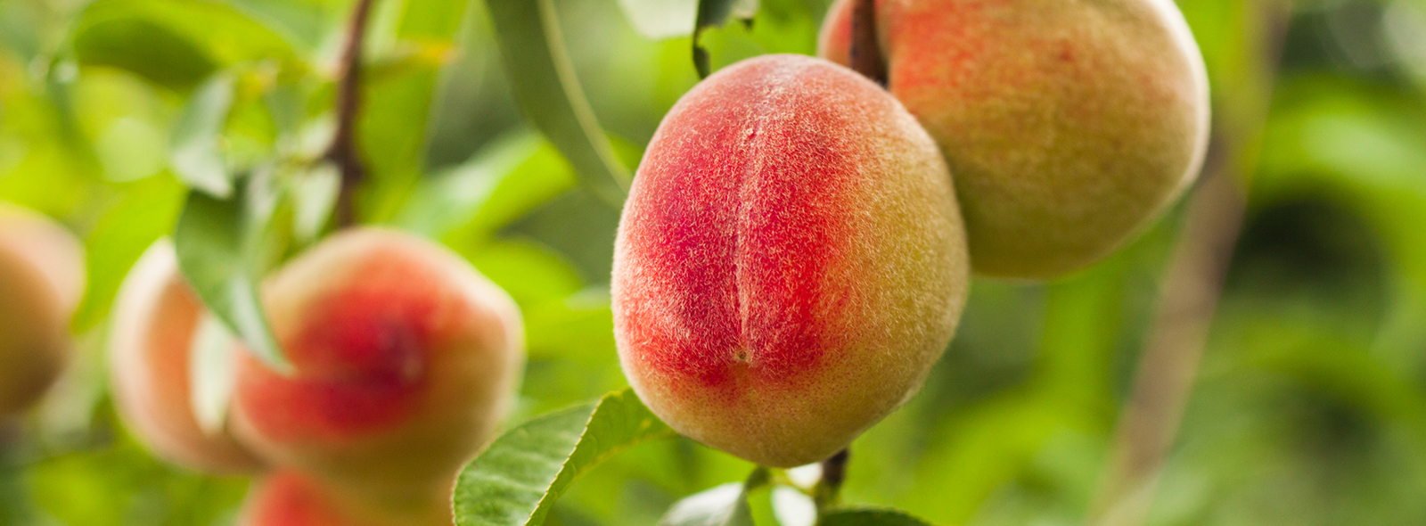 Nectarine Trees For Sale Melbourne | Buy Fruit Trees | All Green