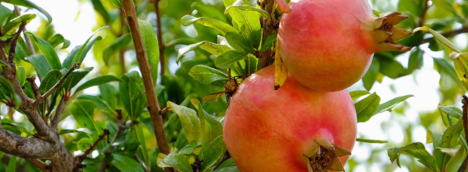 Pomegranate Trees Melbourne | Pomegranate Plants For Sale