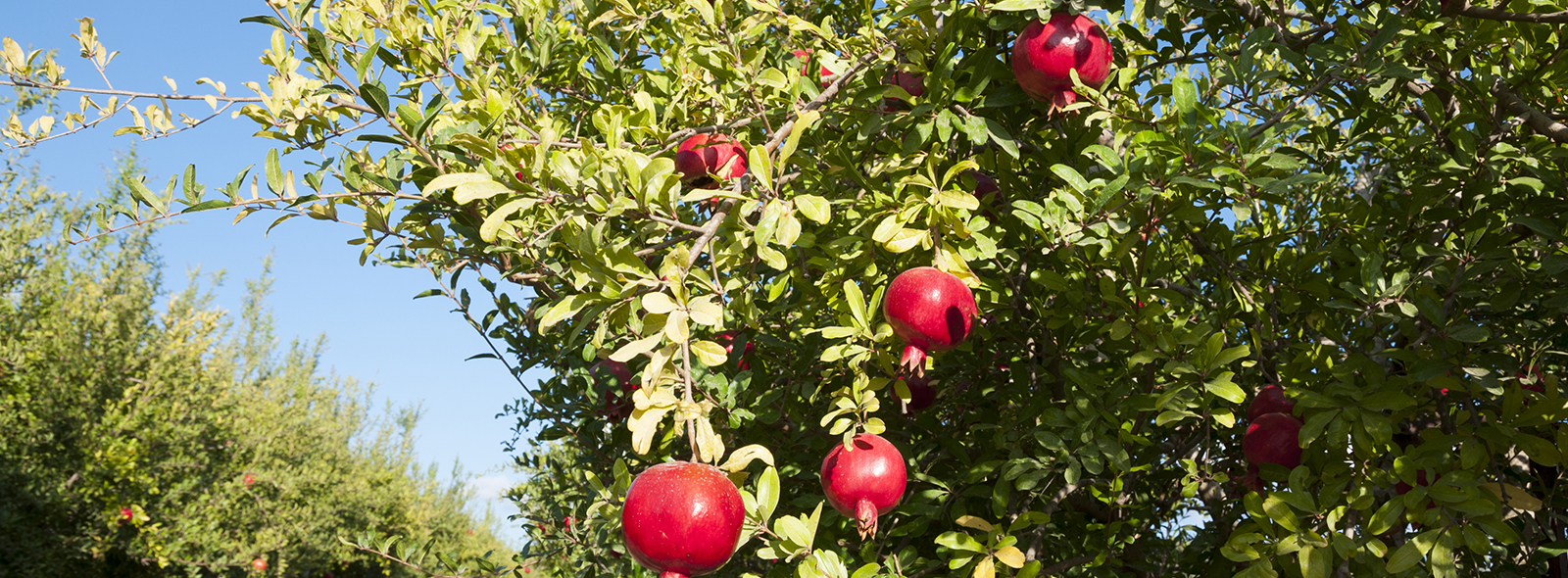 Pomegranate Trees Melbourne | Pomegranate Plants For Sale