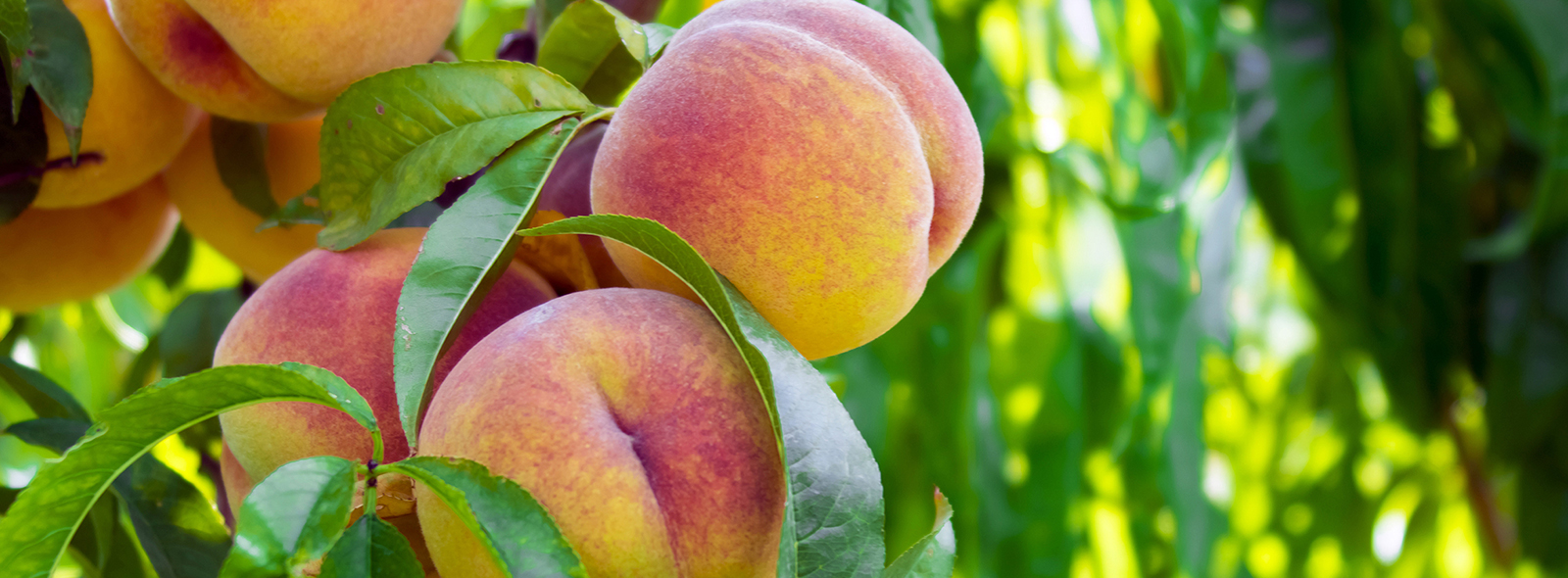 Peach Trees Melbourne | Buy Peach Trees For Sale