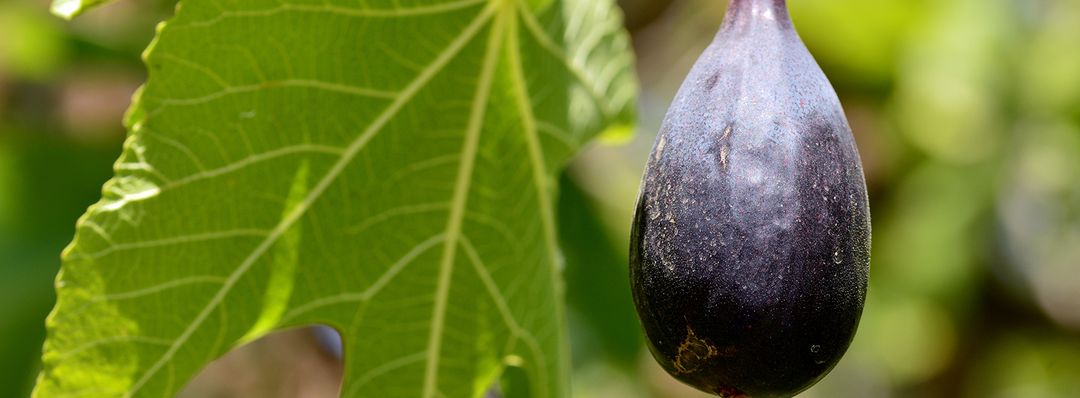 Fig Trees For Sale Melbourne | Fig Tree Nursery