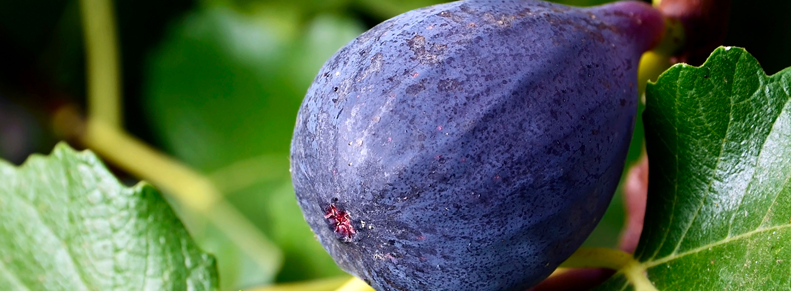 Fig Trees For Sale Melbourne | Fig Tree Nursery