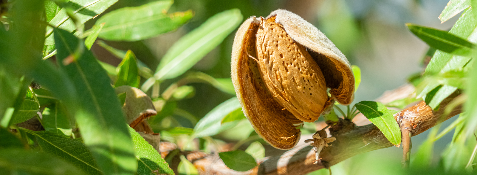 Almond Trees For Sale Melbourne | All Green
