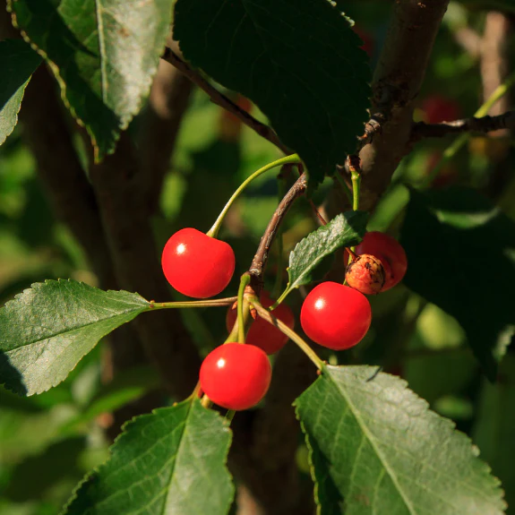 Cherry Trees For Sale Melbourne | Buy Fruit Trees | All Green