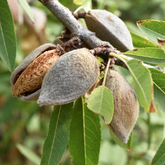 Almond Trees For Sale Melbourne | All Green