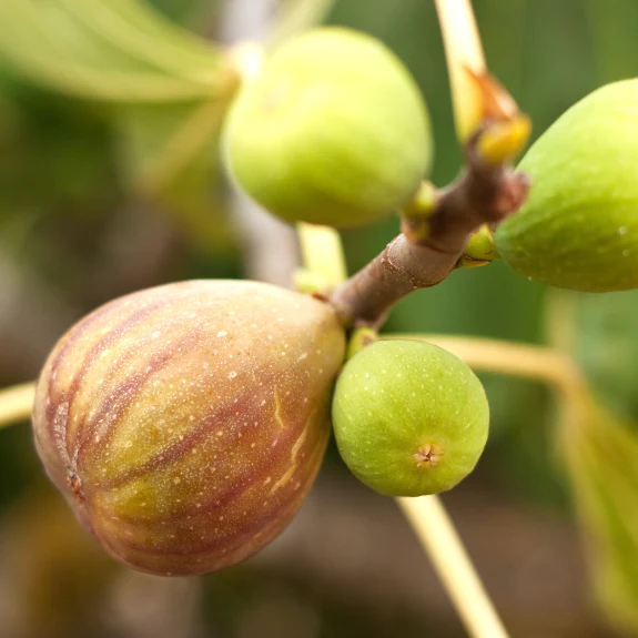 Fig Trees For Sale Melbourne | Fig Tree Nursery