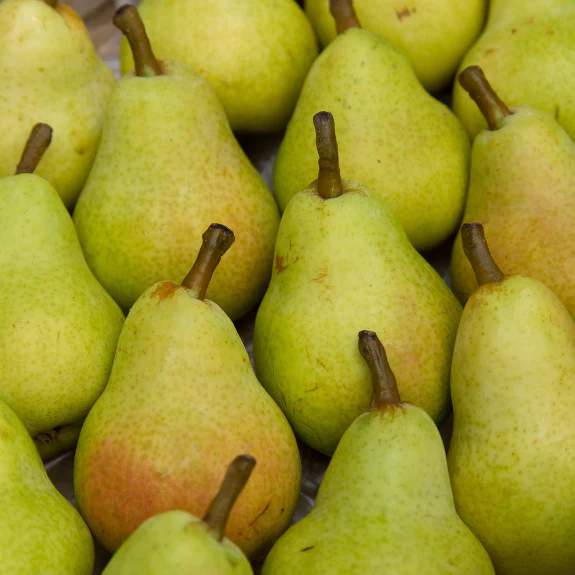 Pear Trees For Sale Melbourne | Buy Fruit Trees | All Green