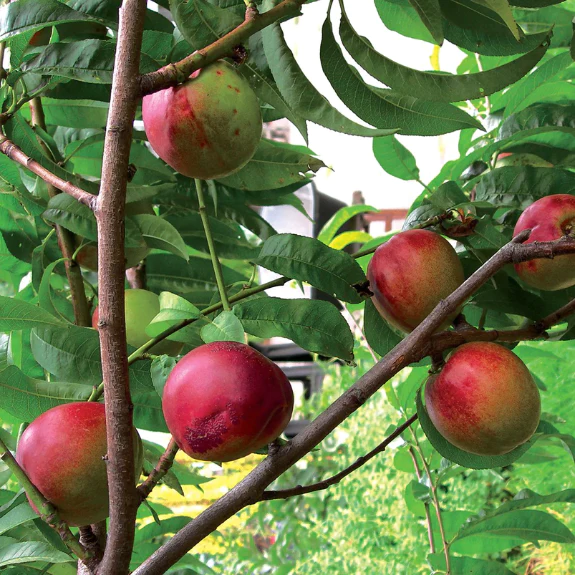 Nectarine Trees For Sale Melbourne | Buy Fruit Trees | All Green