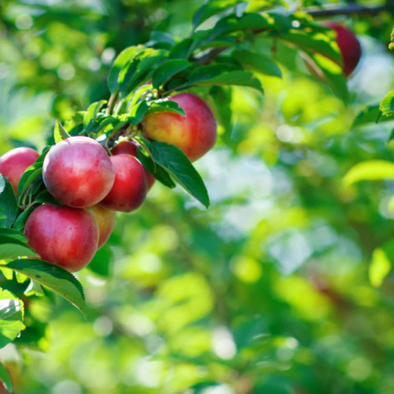 Nectarine Trees For Sale Melbourne | Buy Fruit Trees | All Green