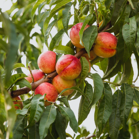 Nectarine Trees For Sale Melbourne | Buy Fruit Trees | All Green