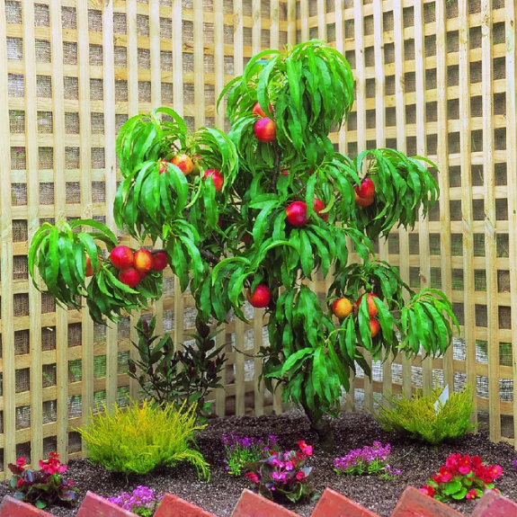 Nectarine Trees For Sale Melbourne | Buy Fruit Trees | All Green