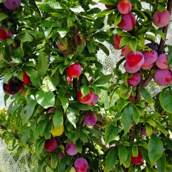 Peach Trees Melbourne | Buy Peach Trees For Sale