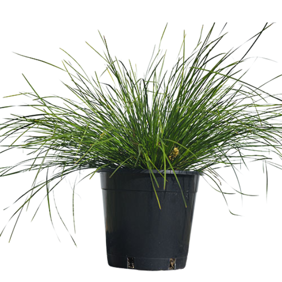 Full Sun Grass Plants | Native & Ornamental Grass Plants