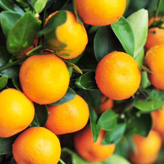 Mandarin Trees Melbourne | Buy Fruit Trees For Sale