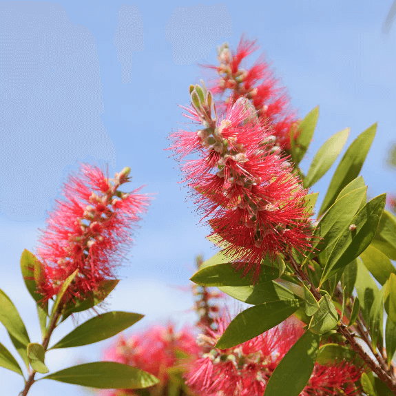 Buy Callistemon Trees Melbourne | Bottlebrush Tree Nursery