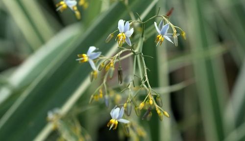 Australian Native Lily Nursery Melbourne | All Green