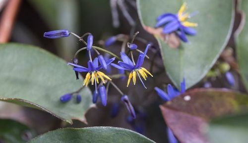 Australian Native Lily Nursery Melbourne | All Green