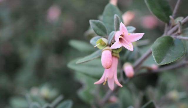 Correa Australian Native Plant Nursery | All Green