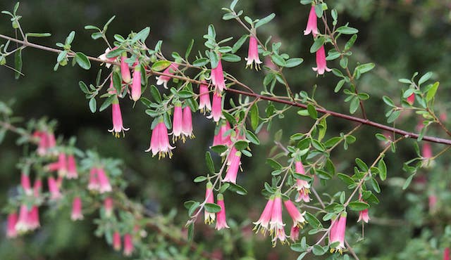 Correa Australian Native Plant Nursery | All Green