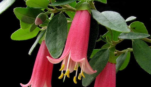 Correa Australian Native Plant Nursery | All Green