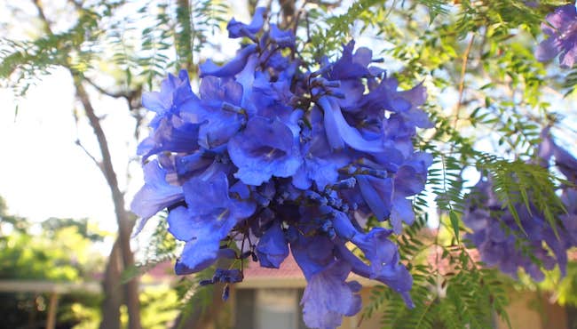 Jacaranda Tree For Sale | Floral Jacaranda Trees