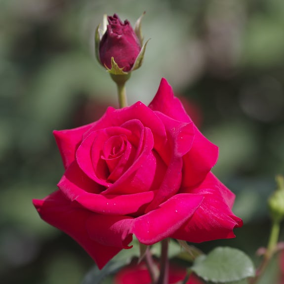 Kardinal Rose Bush For Sale | #1 Melbourne Rose Nursery