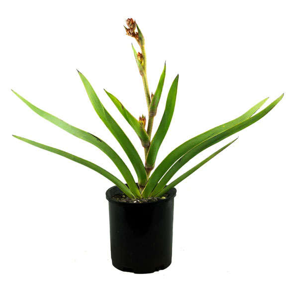 Australian Native Plants | Native Plant Nursery Melbourne | All Green