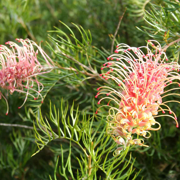 Australian Native Plants | Native Plant Nursery Melbourne | All Green