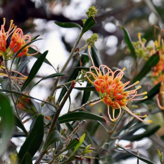 Australian Native Plants | Native Plant Nursery Melbourne | All Green