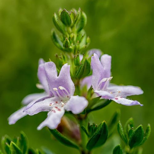 Australian Native Plants | Native Plant Nursery Melbourne | All Green