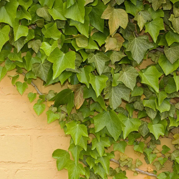 Climber Vine Plants | Flowering Vines for Sale