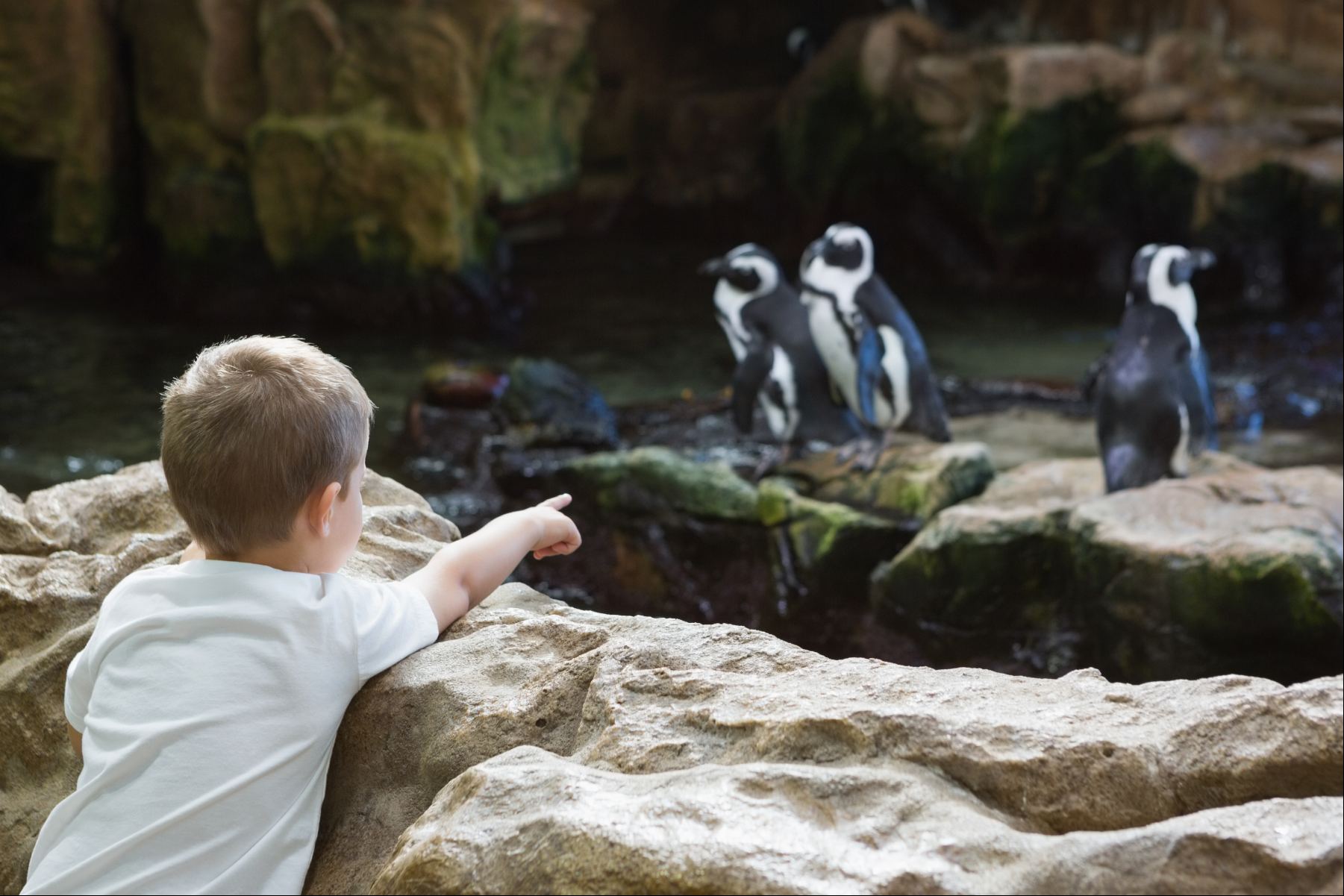 Let learning go wild: How wildlife attractions can use tech to educate ...