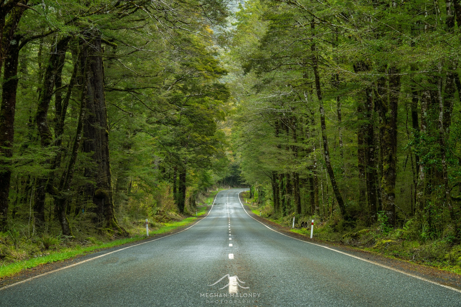 beech forest fiordland nz
