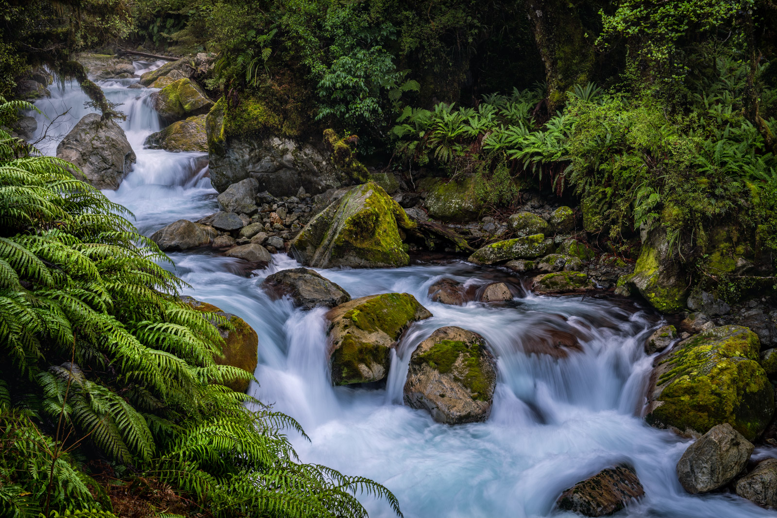 marian river forest fiordland nz
