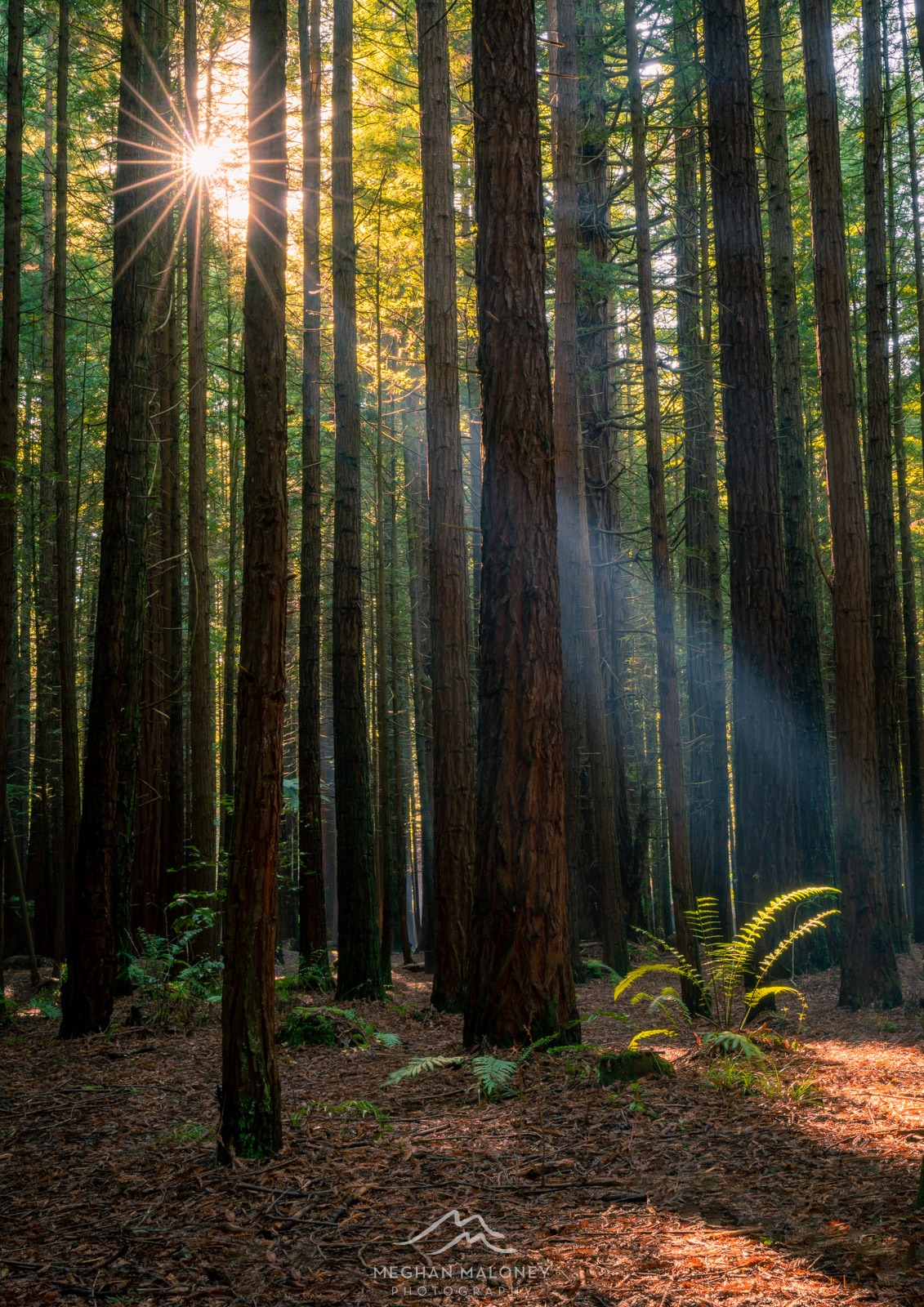 redwood mist sunstar forest