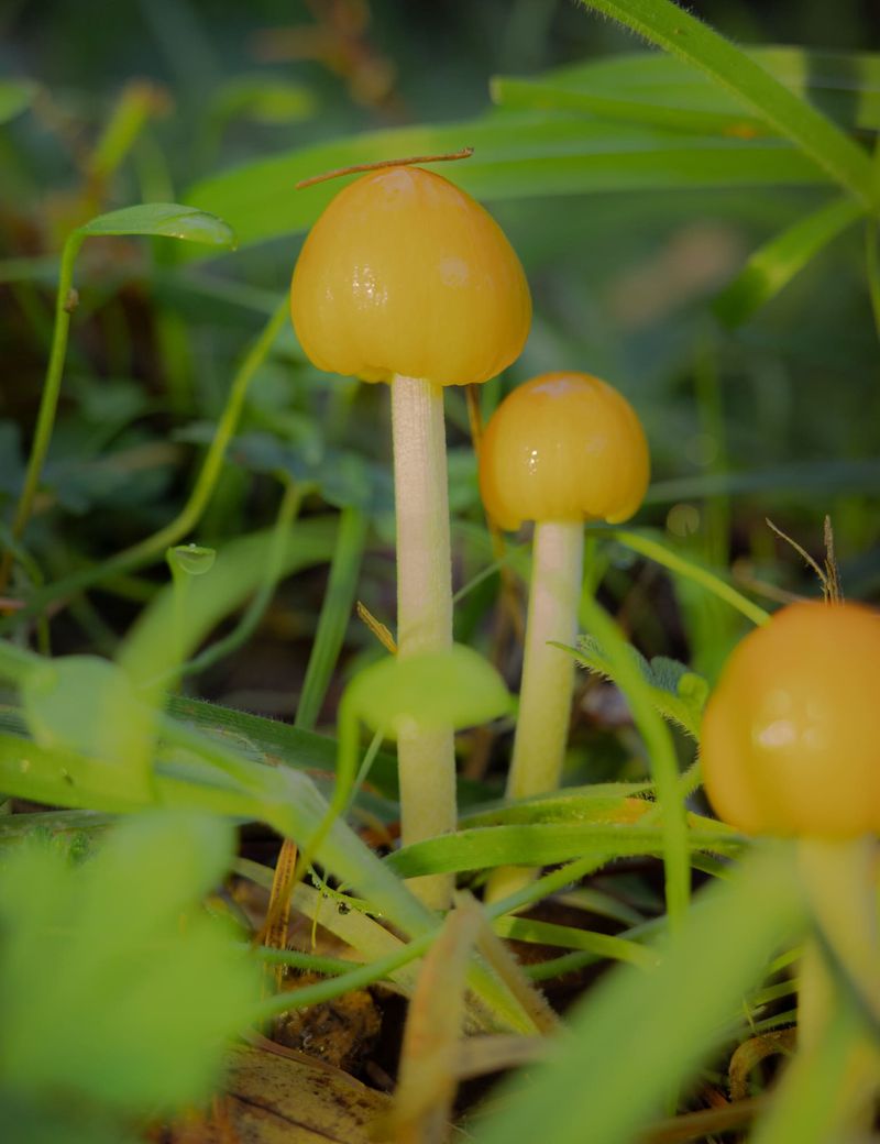 Companion—Platform