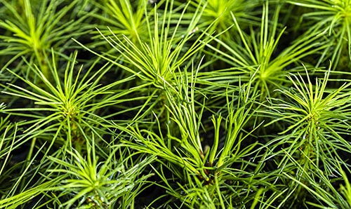 Tree Breeding | Radiata Pine Breeding Company