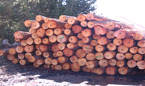 Tree Breeding | Introducing the TopTree App