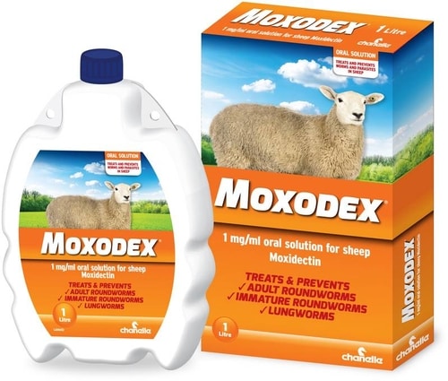 Gastrointestinal Worms in Sheep | Diseases & Solutions | Farm Health First