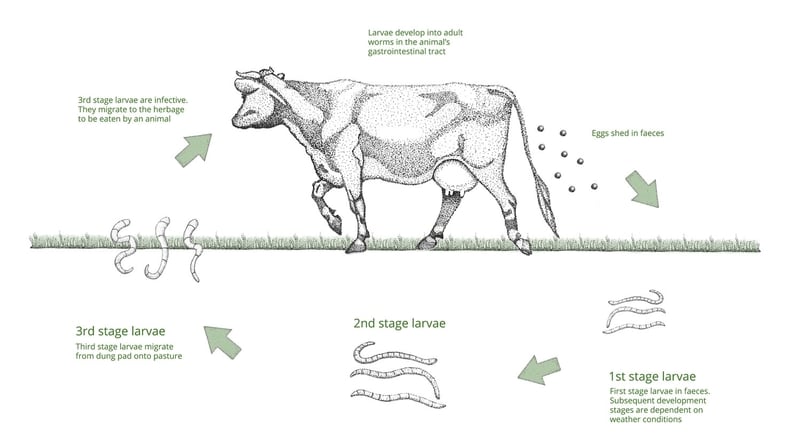 Gastrointestinal Worms in Cattle | Diseases & Solutions | Farm Health First