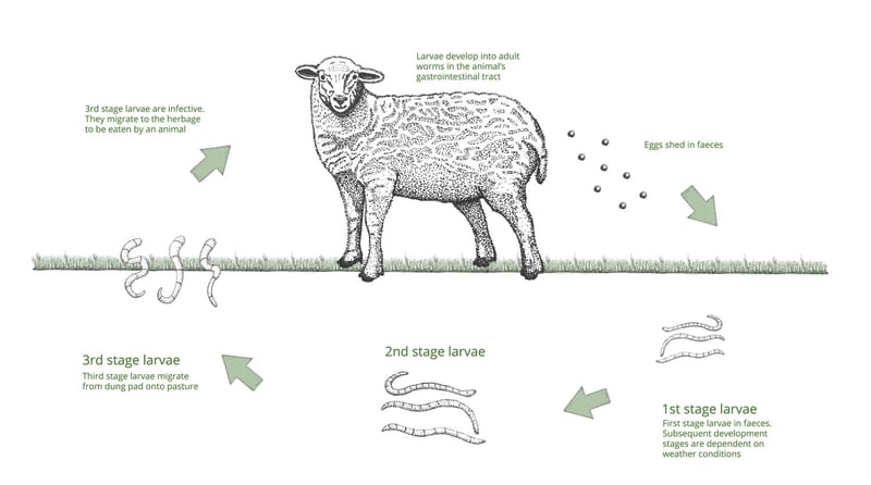 Gastrointestinal Worms in Sheep | Diseases & Solutions | Farm Health First