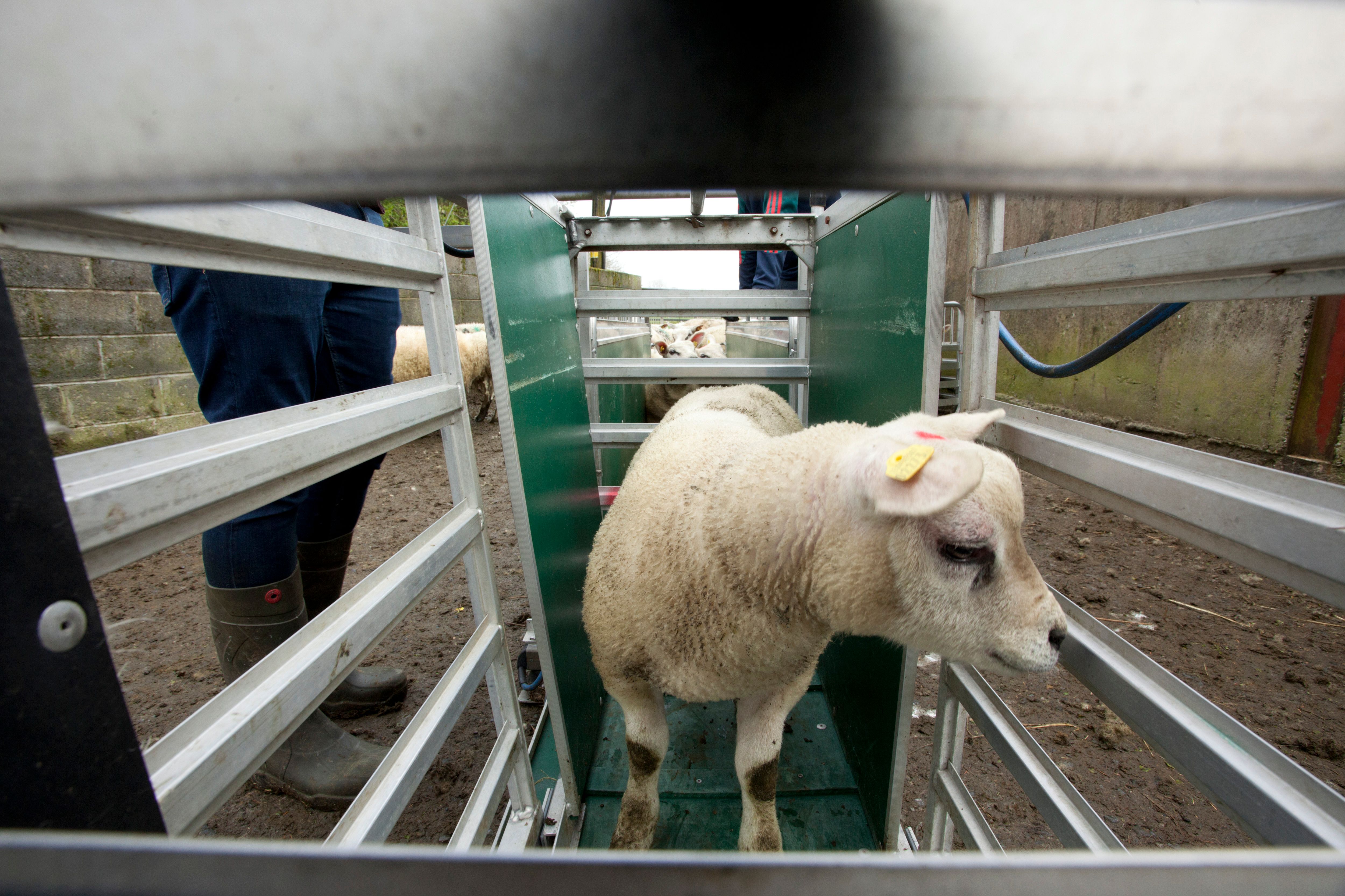 Coccidiosis | Diseases & Solutions | Farm Health First