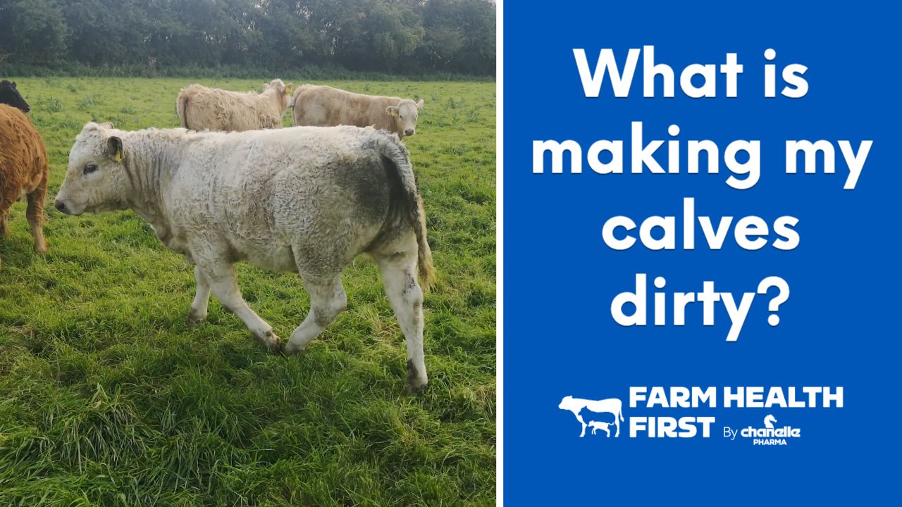 What is Making my Cattle Dirty: Calves? | Weekly View | Farm Health First