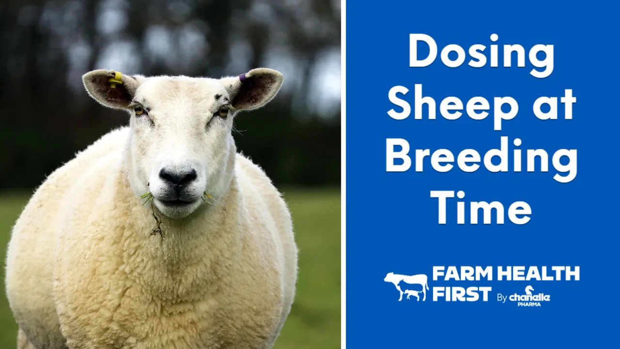 Dosing Sheep Around Breeding | Weekly View | Farm Health First