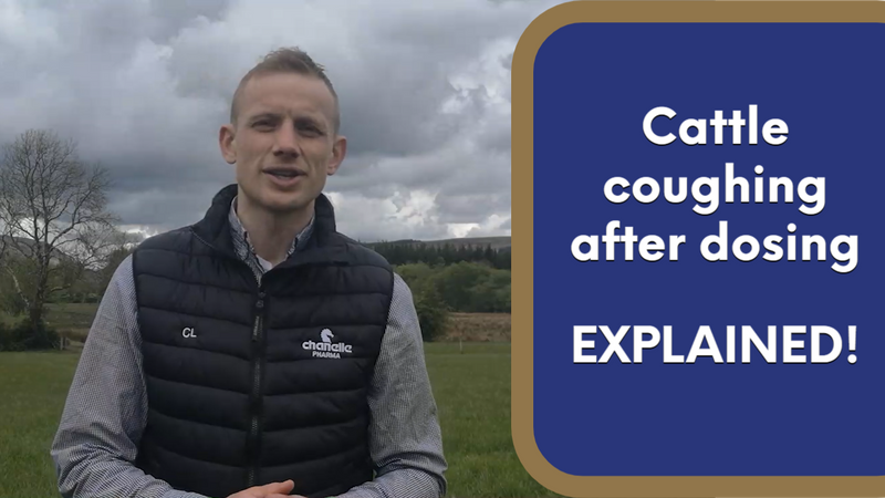 Cattle Coughing After Dosing - Explained! | Weekly View | Farm Health First