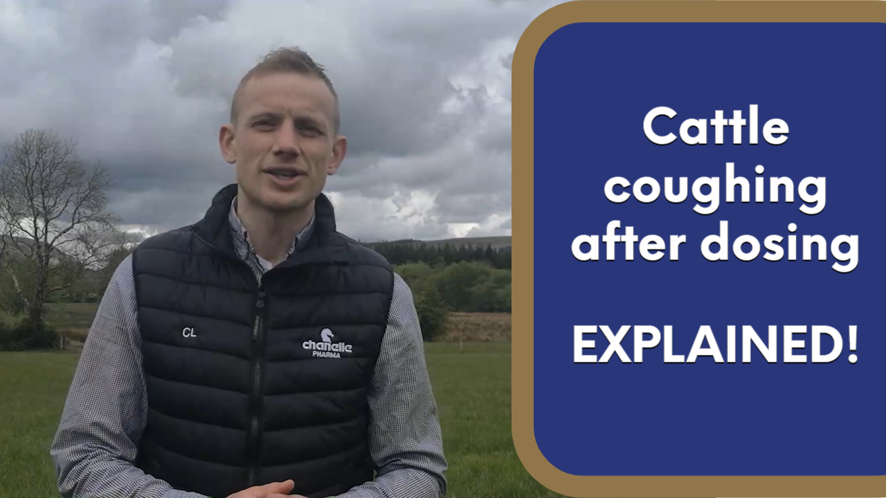 Cattle Coughing After Dosing - Explained! | Weekly View | Farm Health First