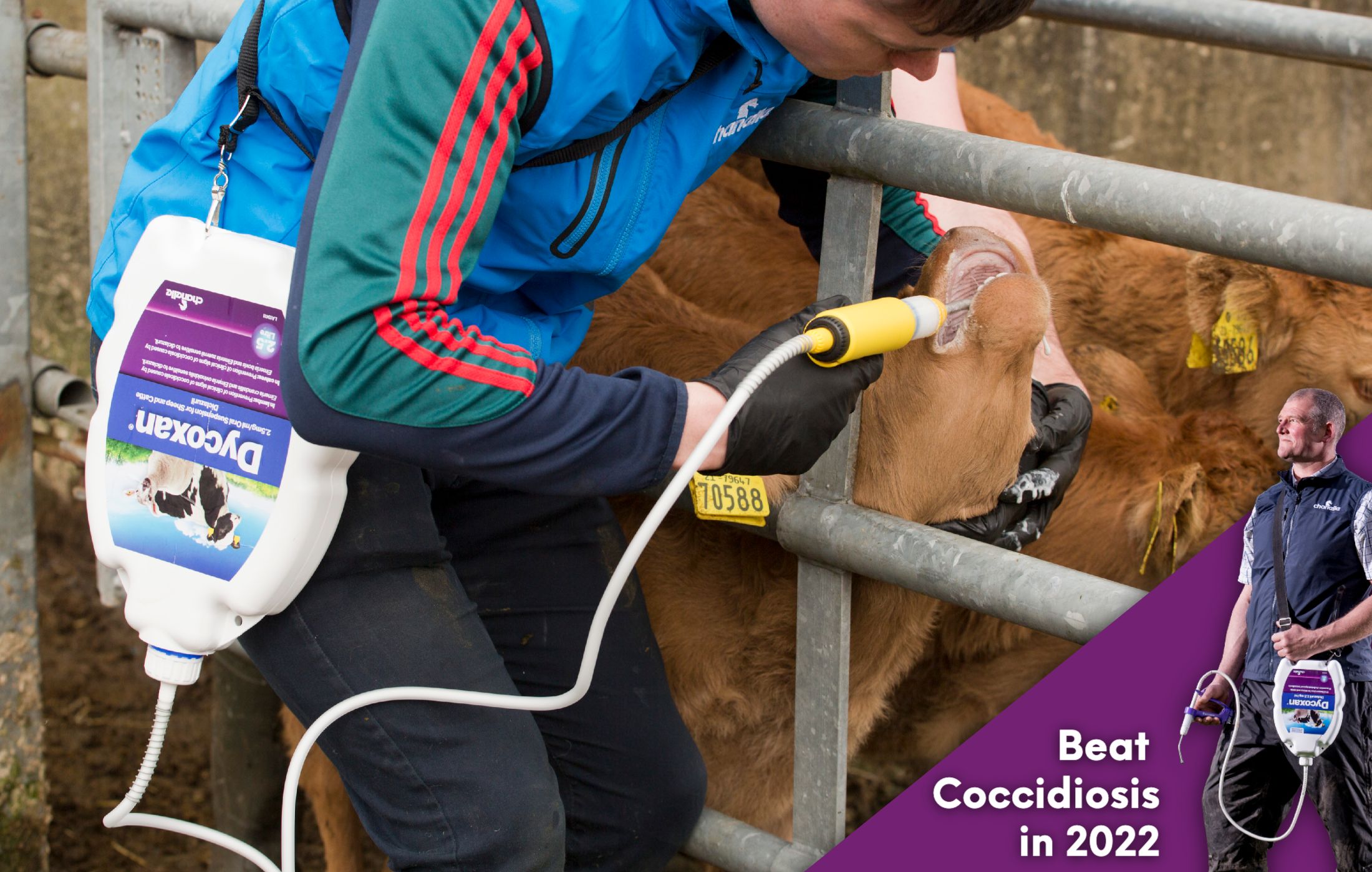 Beating Cocci - How Does an Anti-Coccidial Drench Work? | Weekly View ...